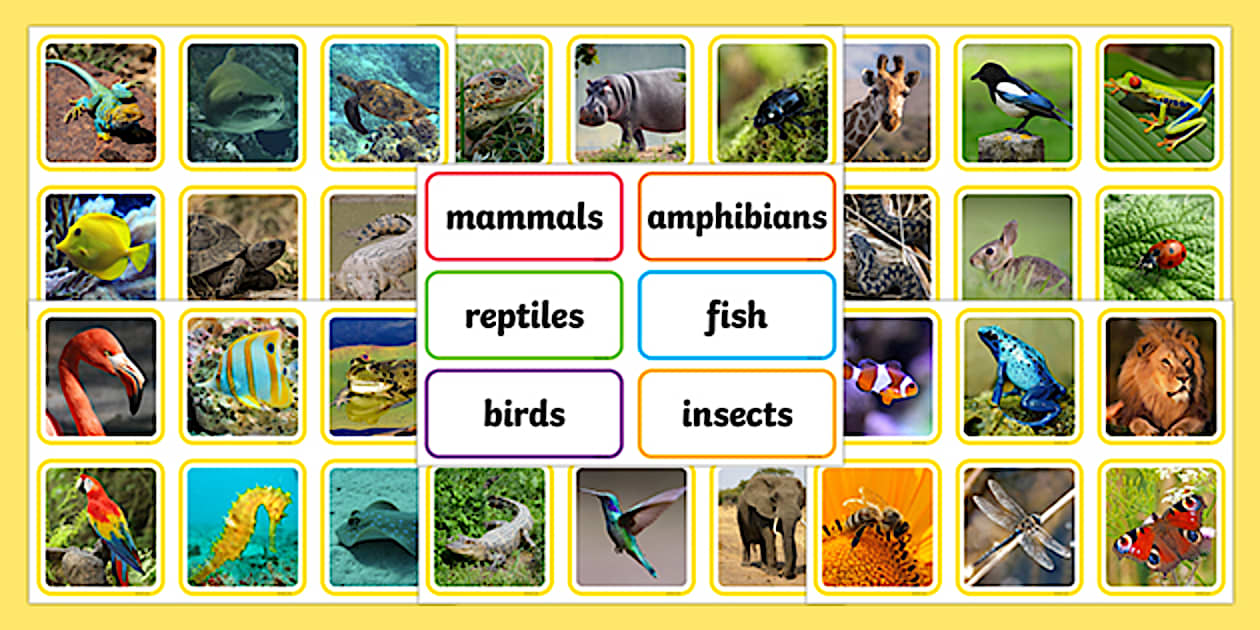 Animal Groups Sorting Cards Photos, World Animal Day