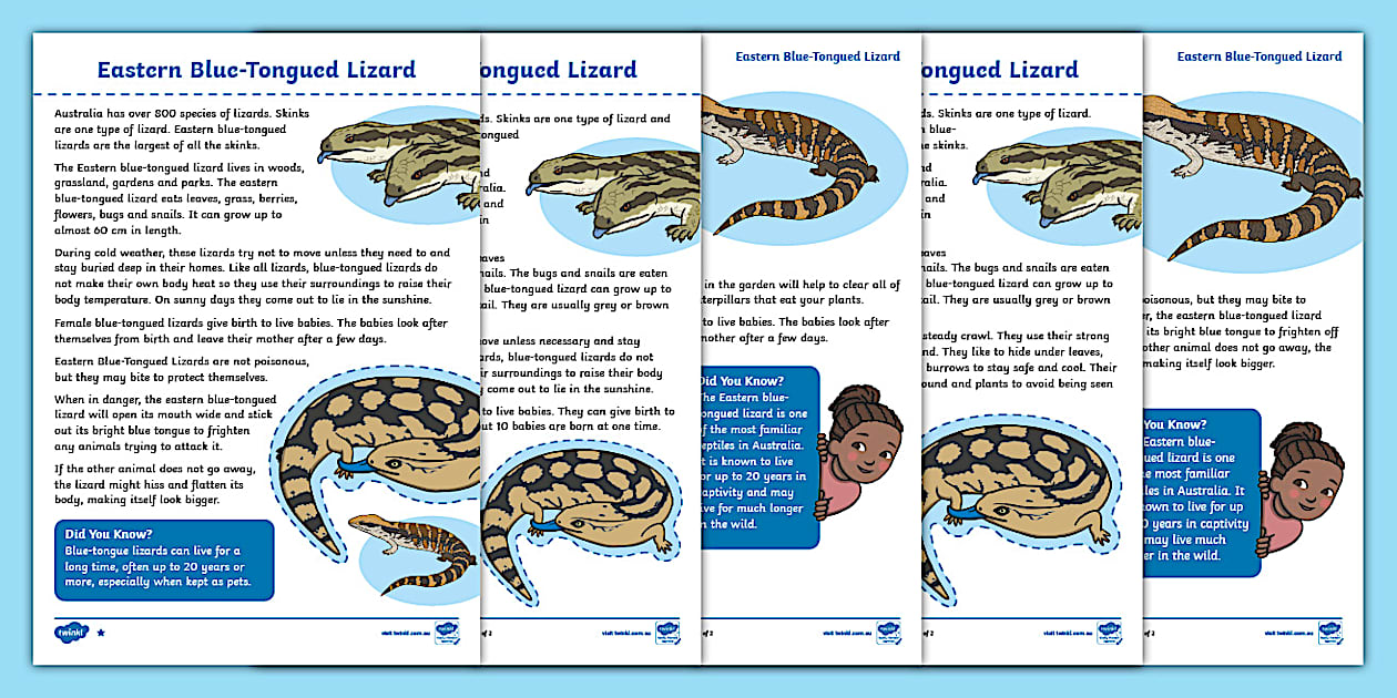 Eastern Blue-tongued Lizard Differentiated Fact File