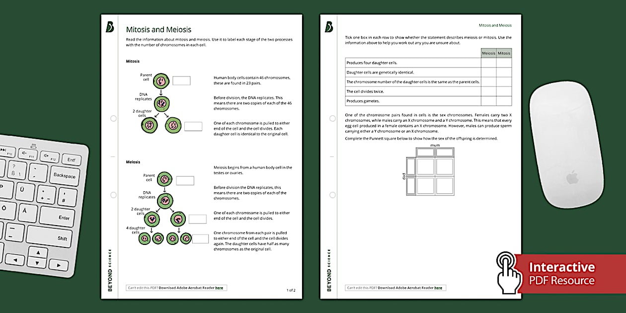 Mitosis and Meiosis Worksheet - Interactive | Beyond