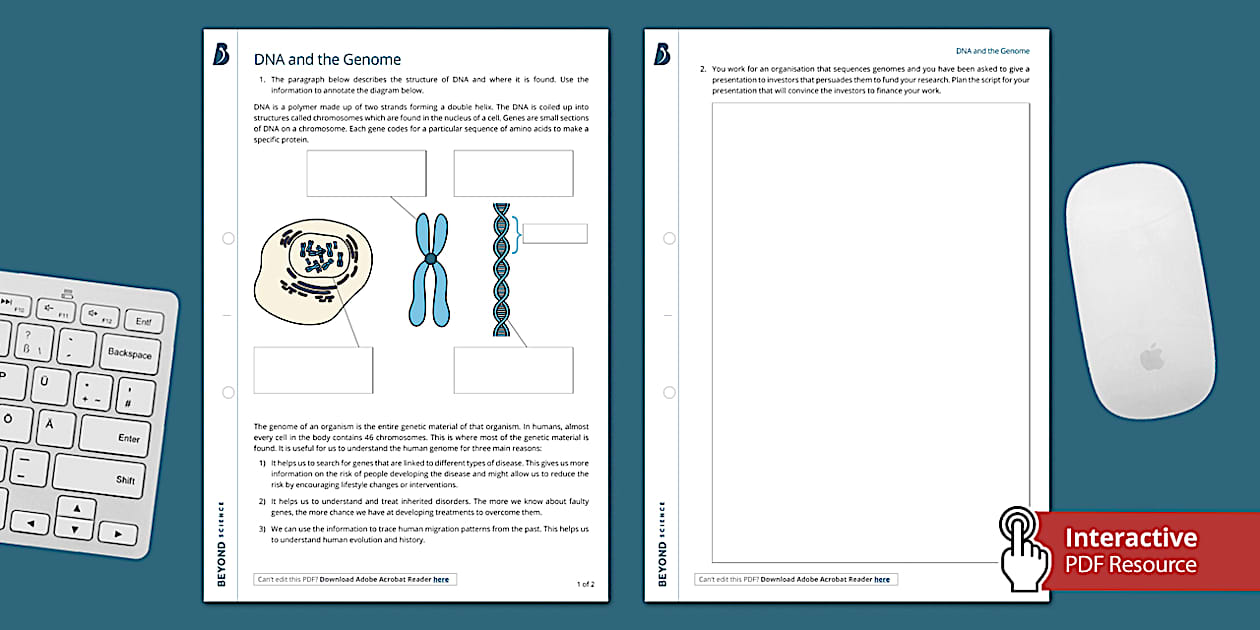DNA and the Genome Worksheet - Interactive (Teacher-Made)