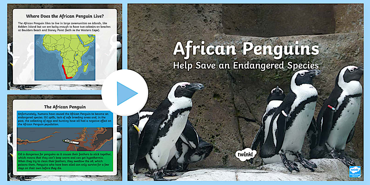 Facts About Endangered African Penguins PowerPoint - Twinkl
