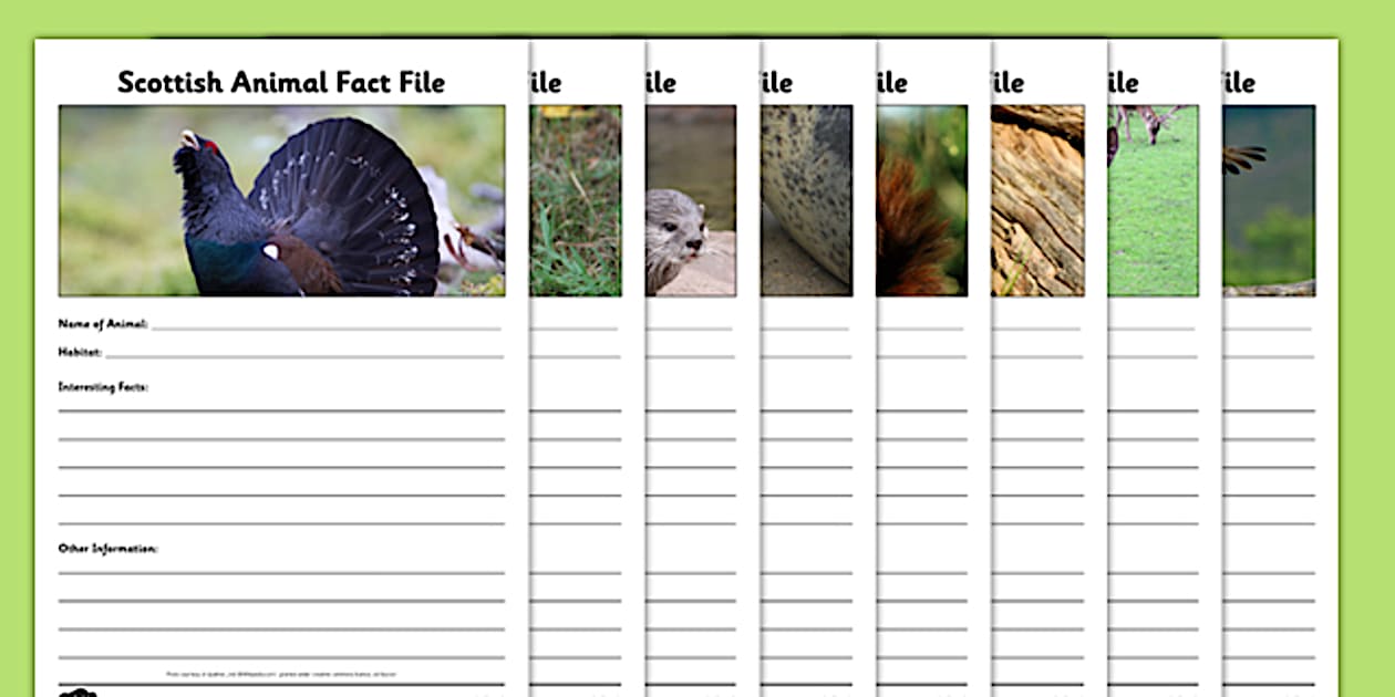 Dyslexic Scottish Animals Fact File Worksheet Pack - Twinkl