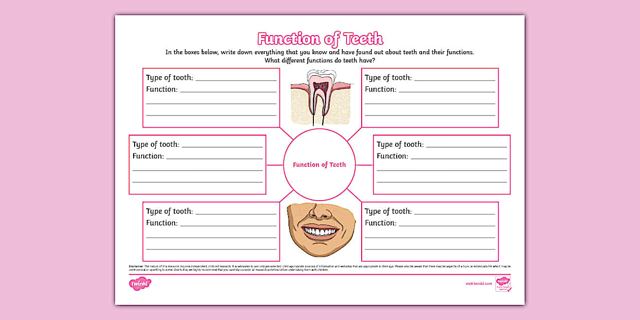 Function of Teeth Mind Map (teacher made) - Twinkl