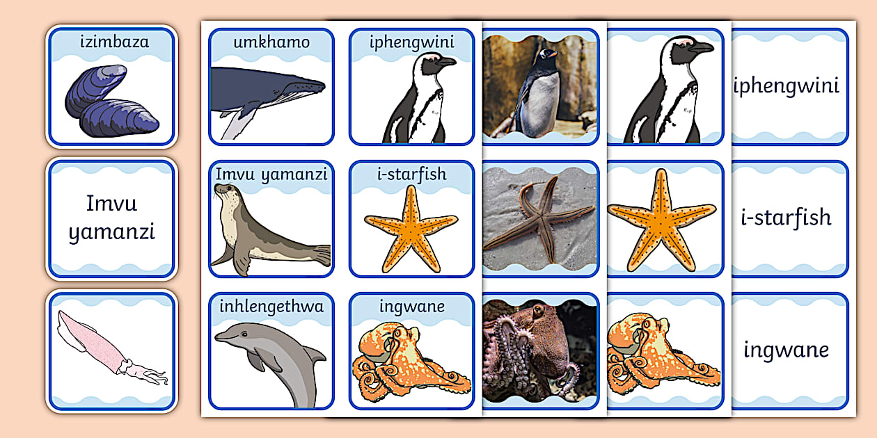 Izilwane zasolwandle ukufanisa umdlalo - Matching game Marine Animals ...