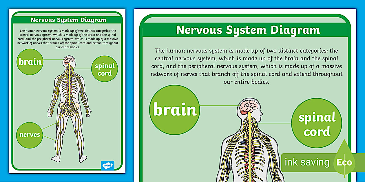 Nervous System Diagram Display Poster (teacher made)