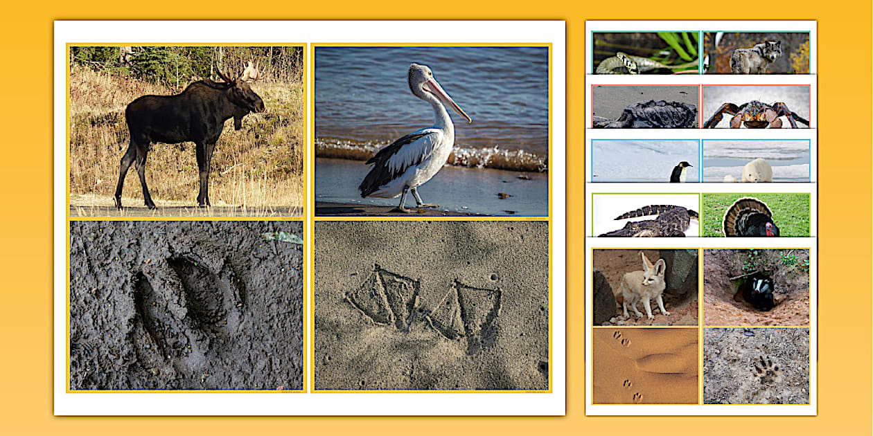 Animal Footprints Photo Cards (teacher made) - Twinkl