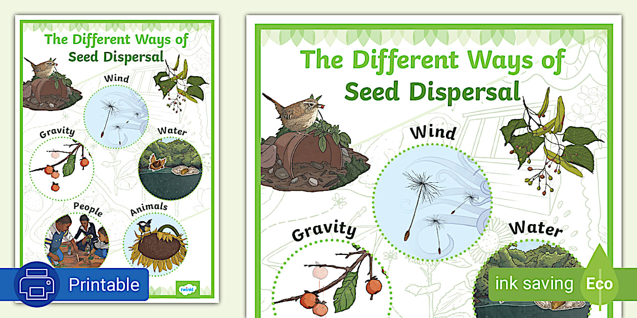 Different Ways of Seed Dispersal Display Poster - Twinkl
