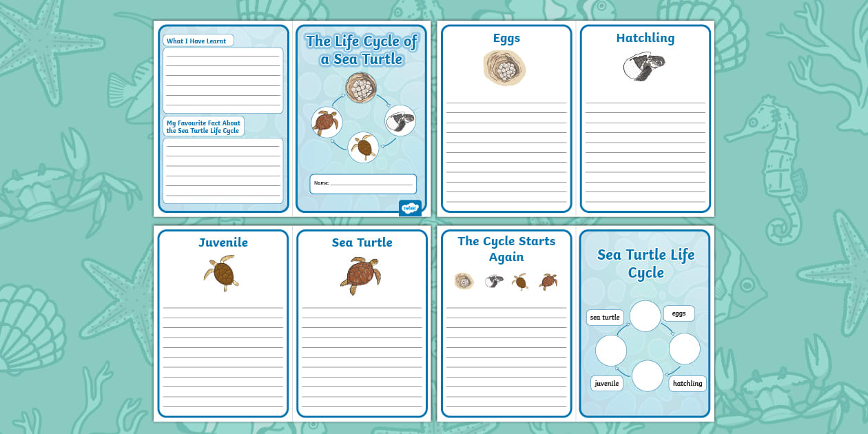 Sea Turtle Life Cycle Workbook | Twinkl | Life Cycles