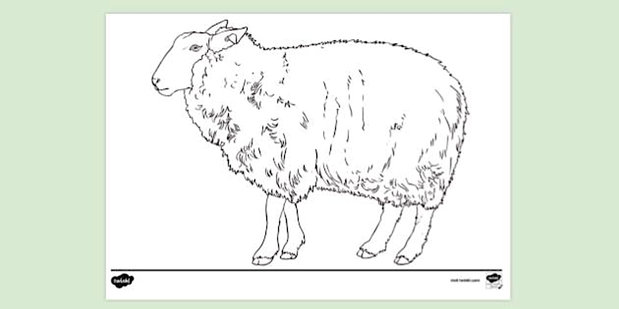 Sheep Colouring Sheet | Colouring Sheets (teacher made)