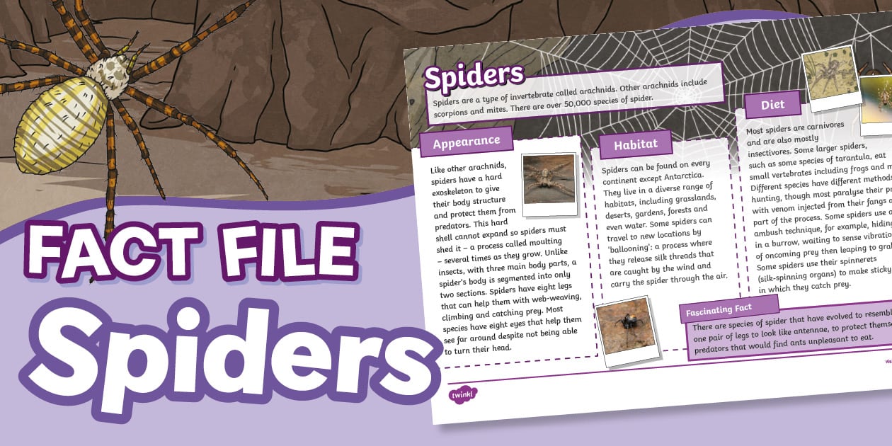 KS2 Spiders Fact File - Twinkl KS2 Science