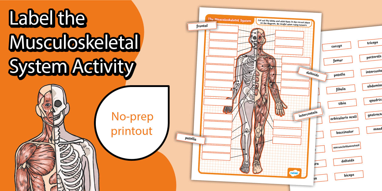 Label the Musculoskeletal System Activity