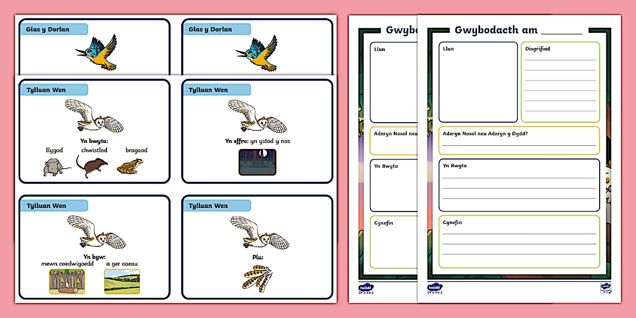Ffeil Ffeithiau Syml: Adar (teacher made) - Twinkl