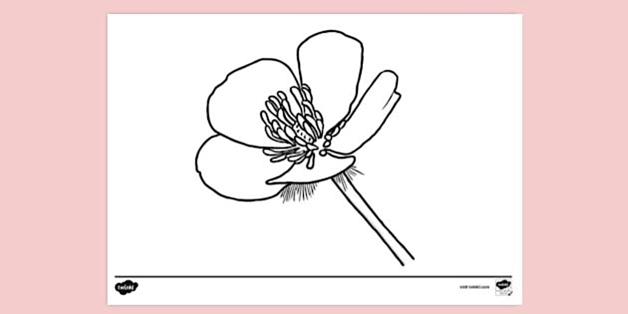 Buttercup Flower Colouring Sheet | Colouring Sheets - Twinkl
