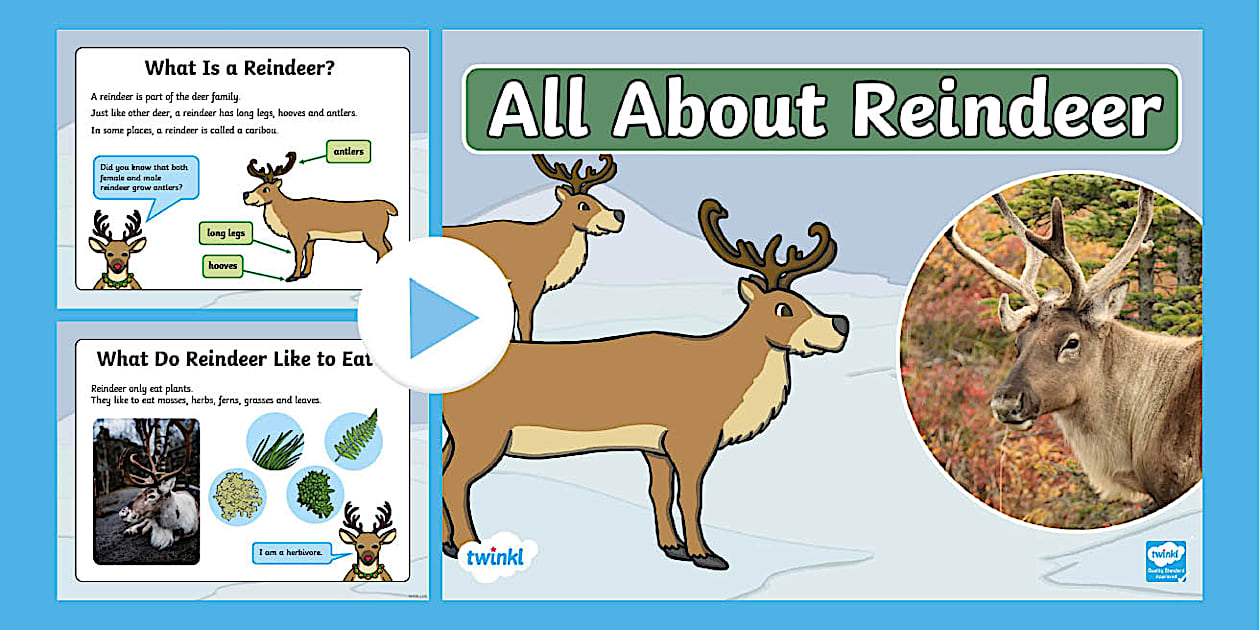 All About Reindeer - Reindeer Facts PowerPoint - KS1