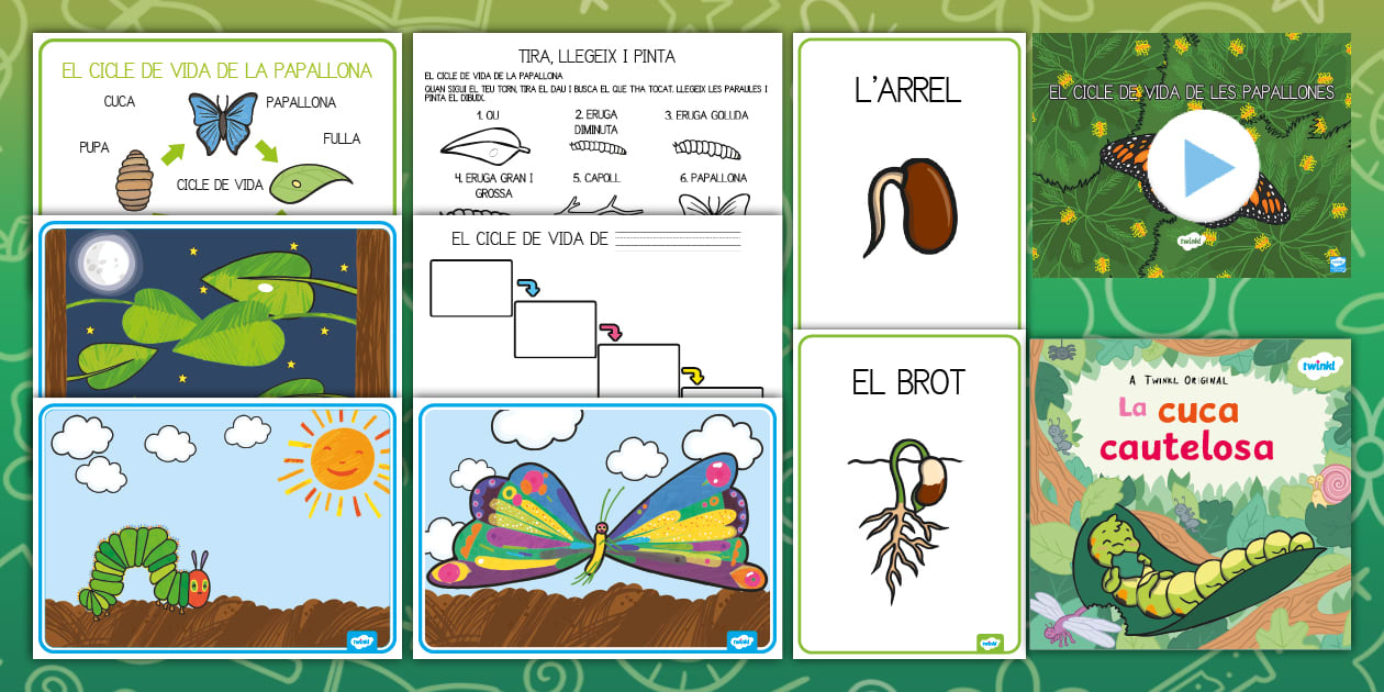 Paquet de recursos: El cicle de la vida - Català - Twinkl