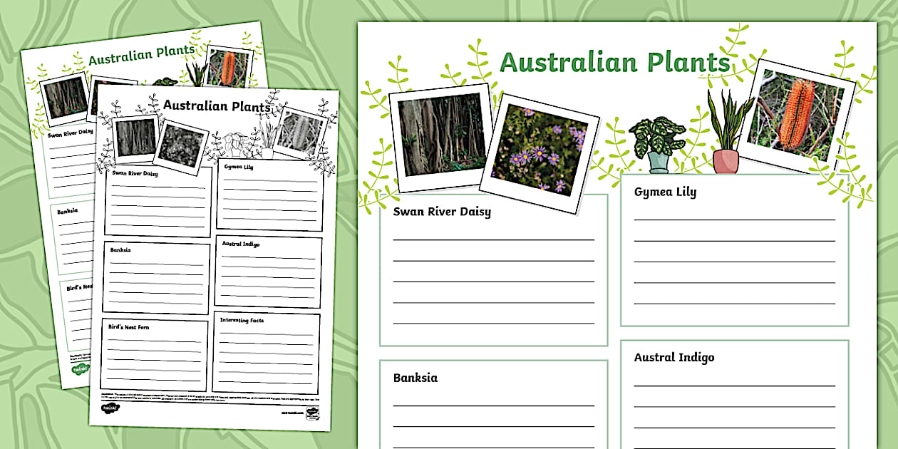 Australian Plants Fact File Template (Teacher-Made) - Twinkl