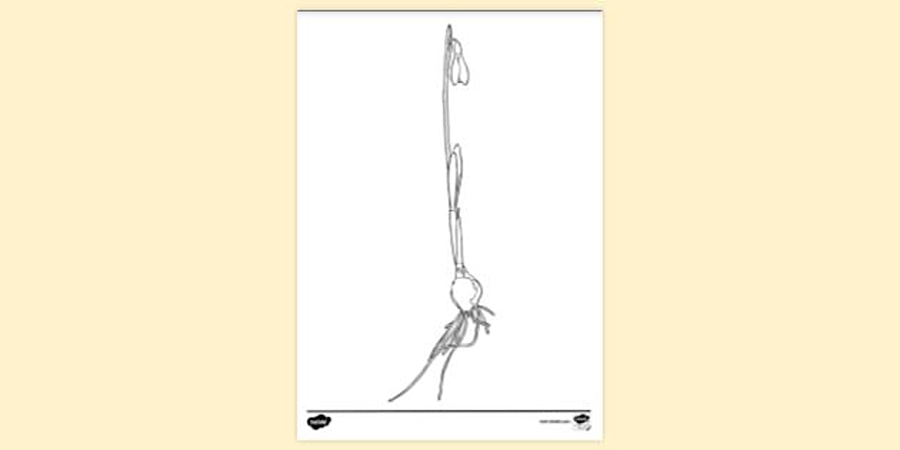 Snowdrop Colouring Sheet | Colouring Sheets (teacher made)