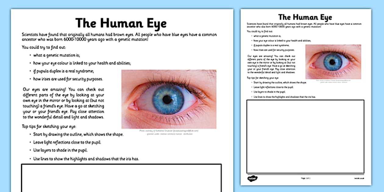 Human Eye Outline Drawing Worksheet | How to Draw - Twinkl