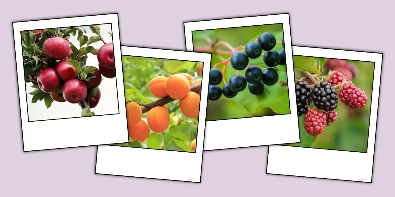 British Fruits Instant Photo Style Display Images - Twinkl