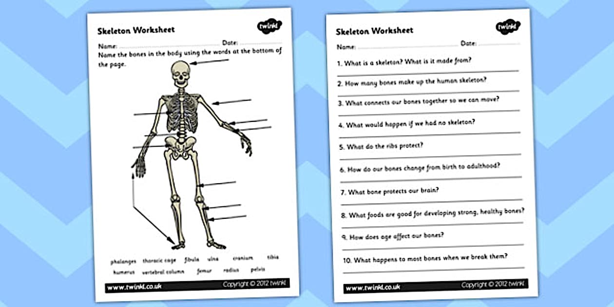 Skeleton Worksheet Scientific Names | The Humann Body