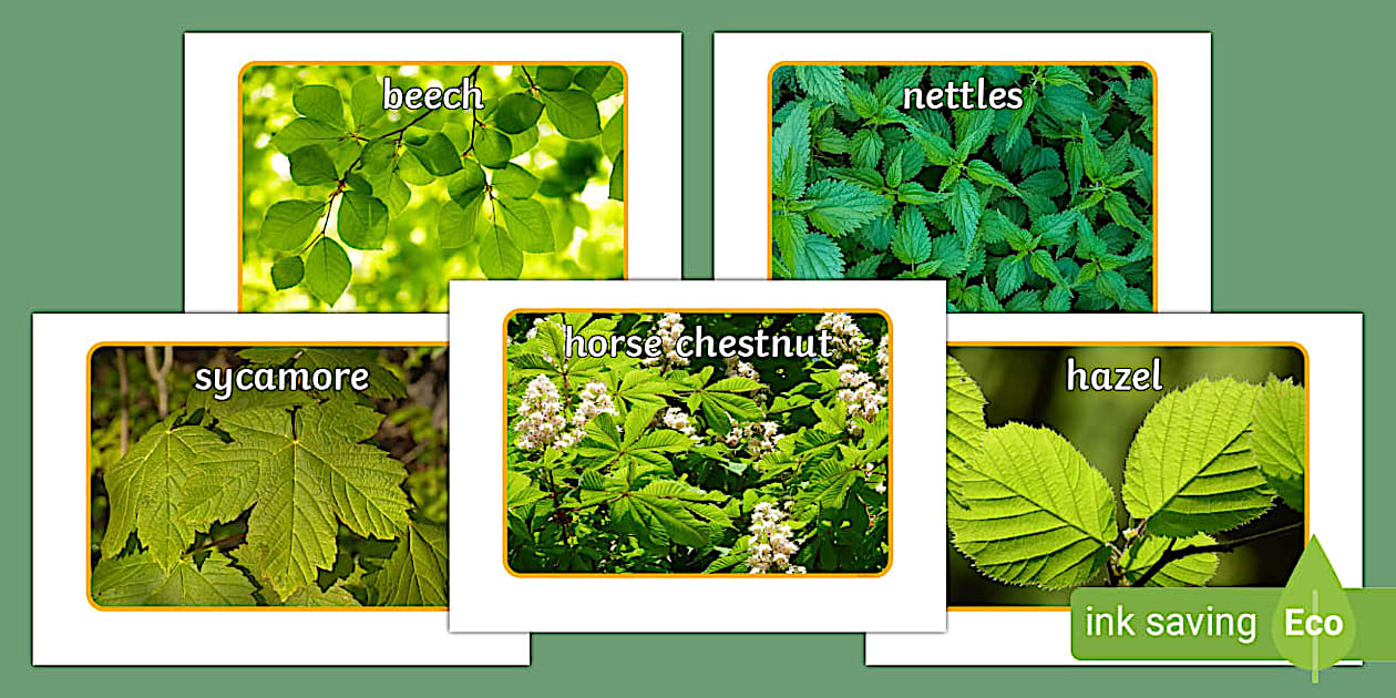 Summer Leaves Photo Pack (teacher made) - Twinkl