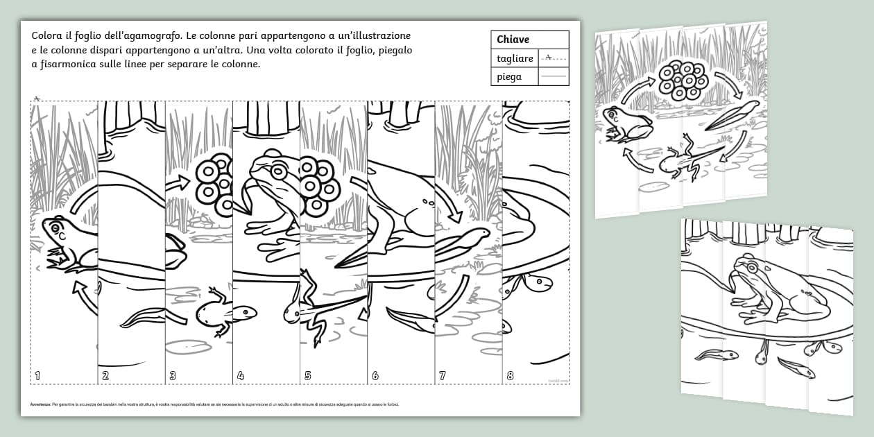 Agamografo: Il ciclo di vita della rana - Twinkl