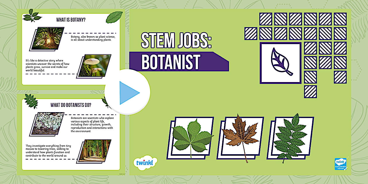 STEM Jobs- Botanist PowerPoint (teacher made) - Twinkl