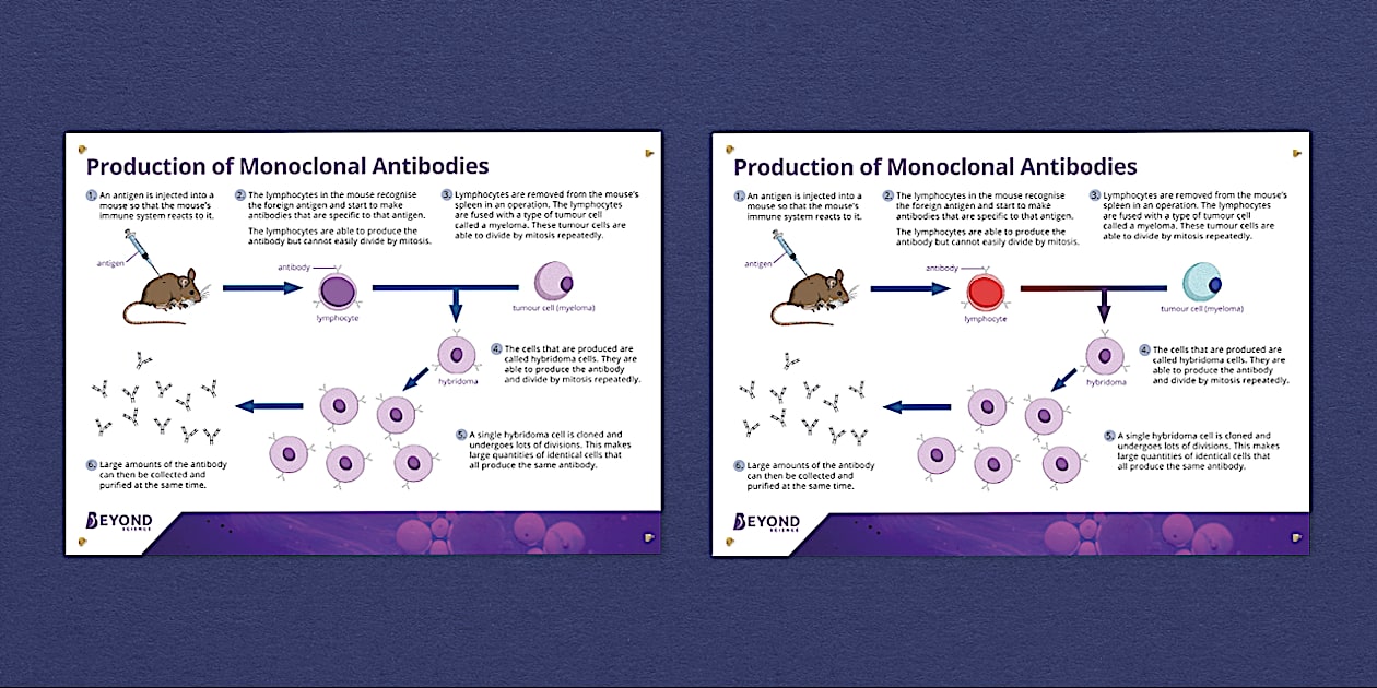 Producing Monoclonal Antibodies Information Poster - Twinkl