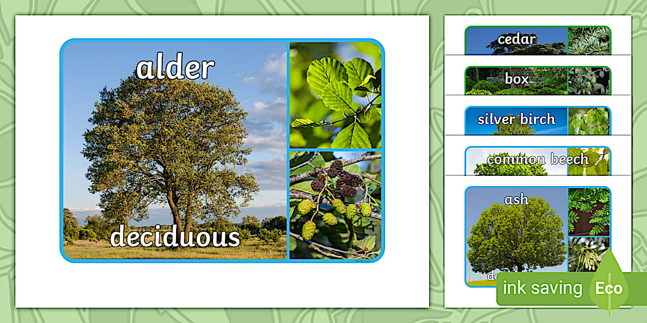 Deciduous and Evergreen Trees Display Photos | Twinkl