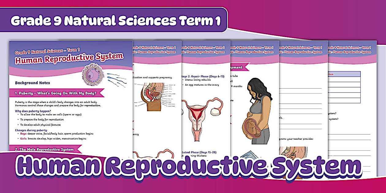 NS Grade 9 Human Reproductive System Activity Sheet