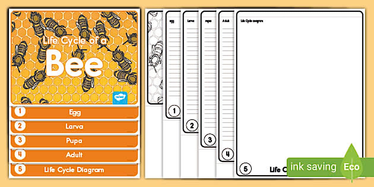 Life Cycle of a Bee Flipbook - Twinkl USA Resources - Twinkl