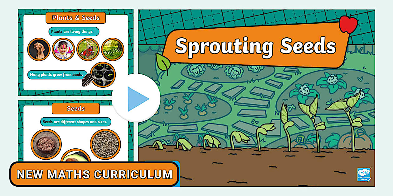 Sprouting Seeds PowerPoint | Twinkl Ireland (teacher made)