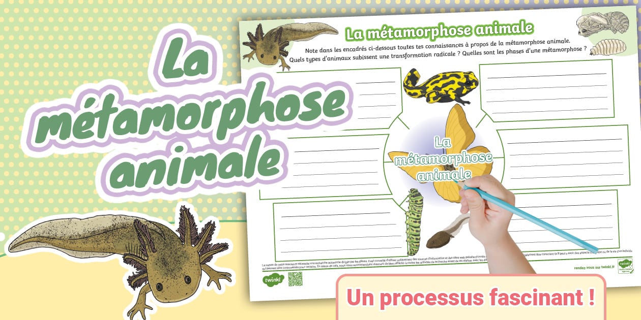 Carte mentale : La métamorphose animale
