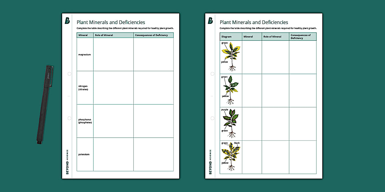 Plant Minerals and Deficiencies Worksheet | Beyond Science