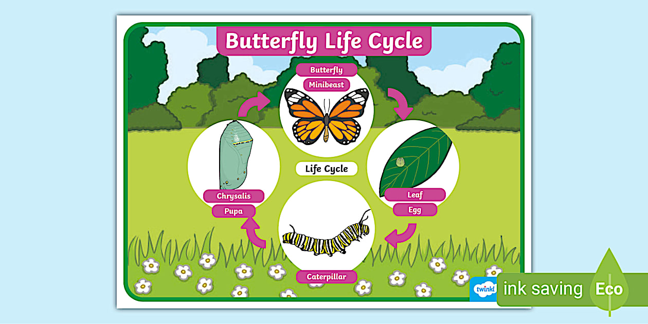 Butterfly Life Cycle Word Mat (Minibeasts) - Teaching Resource