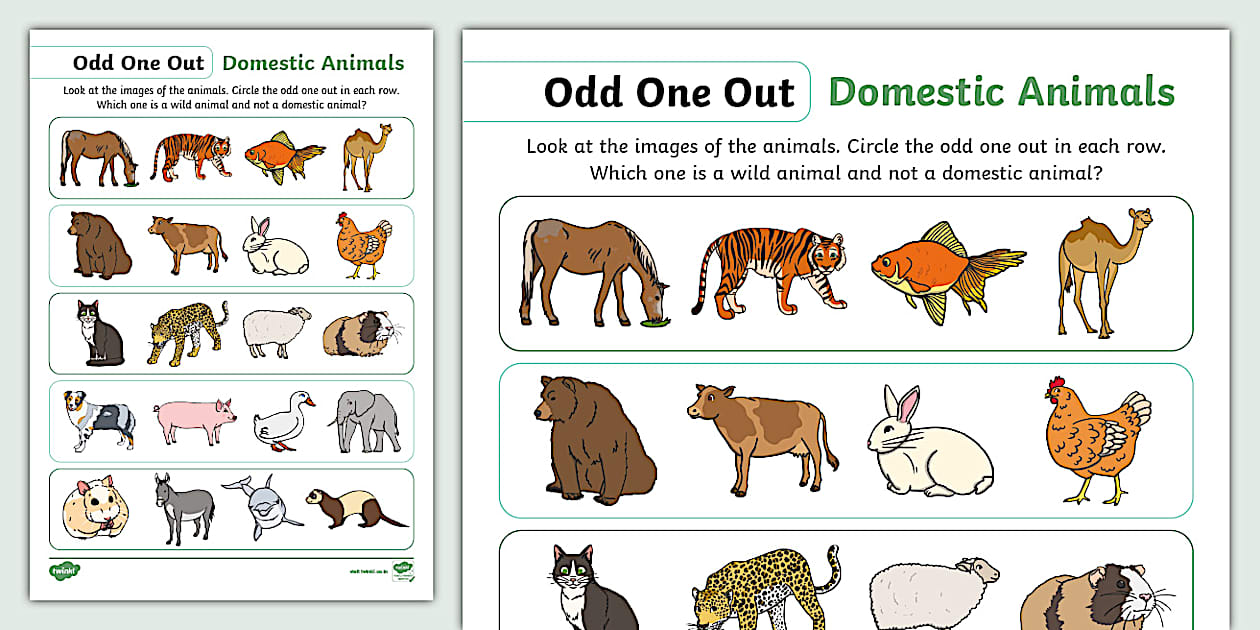 Domestic Animals Odd One Out Worksheet (professor feito)