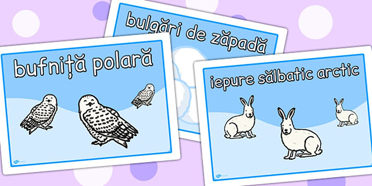 Imagini de Iarna imprimabile, bufnita polara, iepure salbatic arctic ...