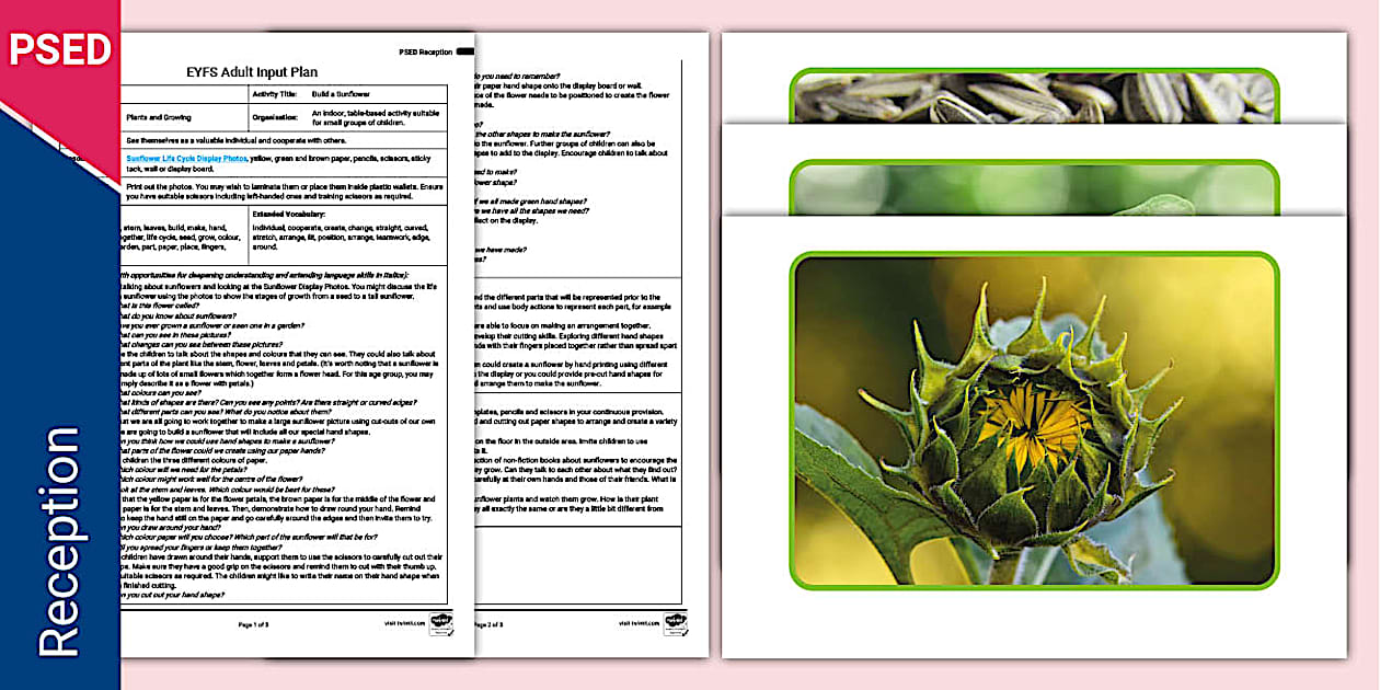 EYFS Build a Sunflower Adult Input Plan and Resource Pack