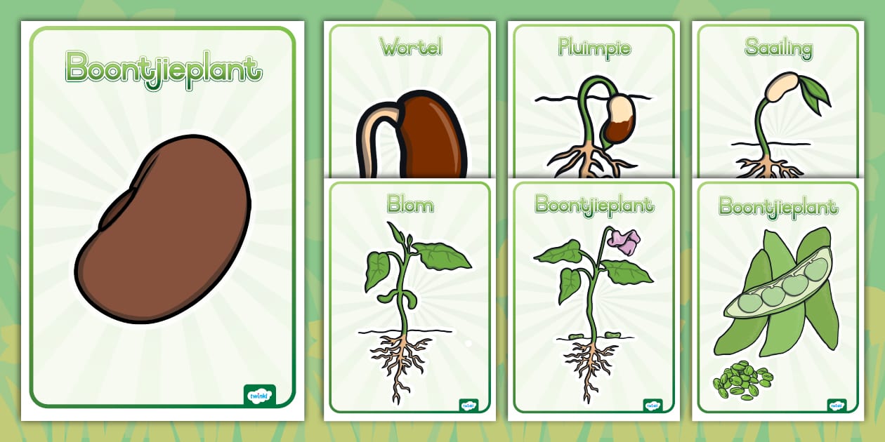 Die Lewensiklus van 'n Boontjie Vertoon Plakkaate - Twinkl