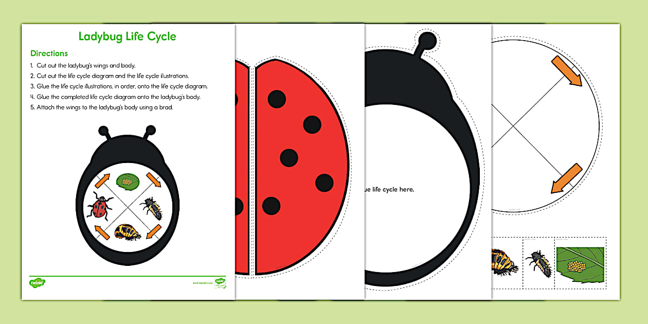Ladybug Life Cycle Craft (teacher made) - Twinkl