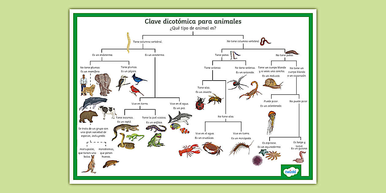 Póster: Clave dicotómica animales | Twinkl - Twinkl