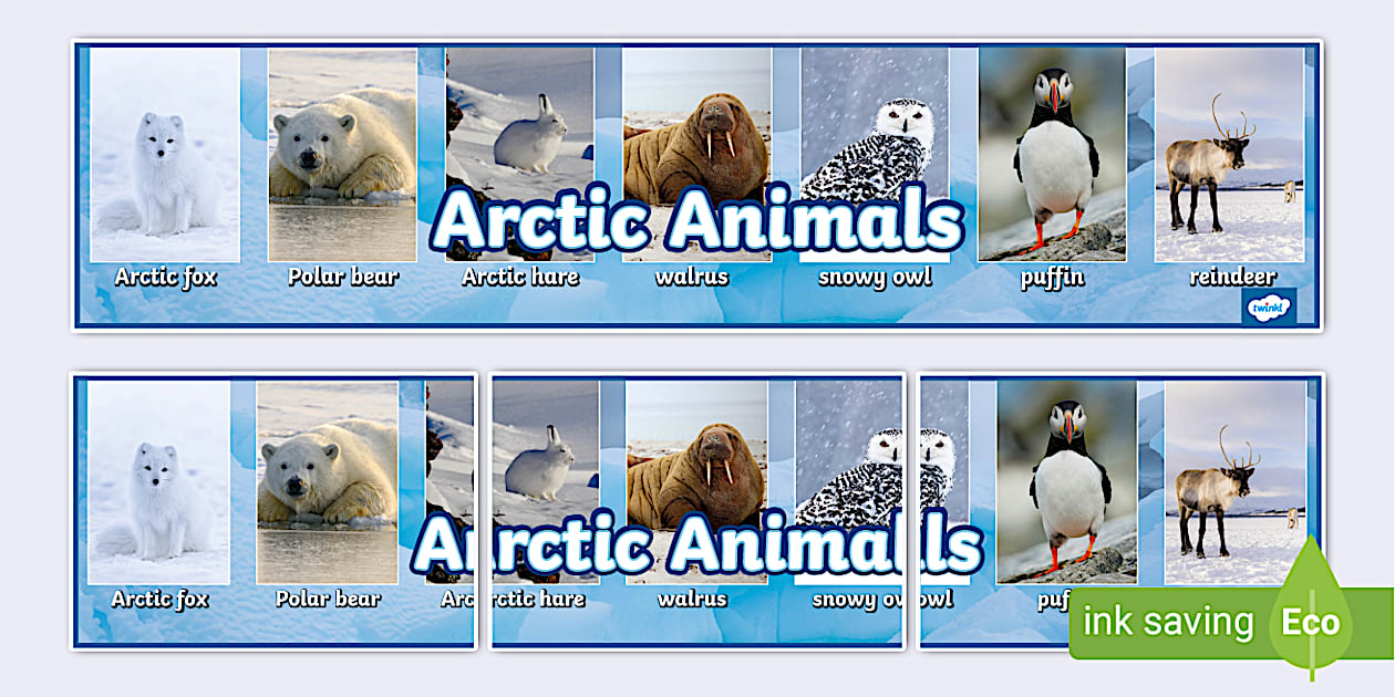 Arctic Animals Photo Display Banner (teacher made) - Twinkl