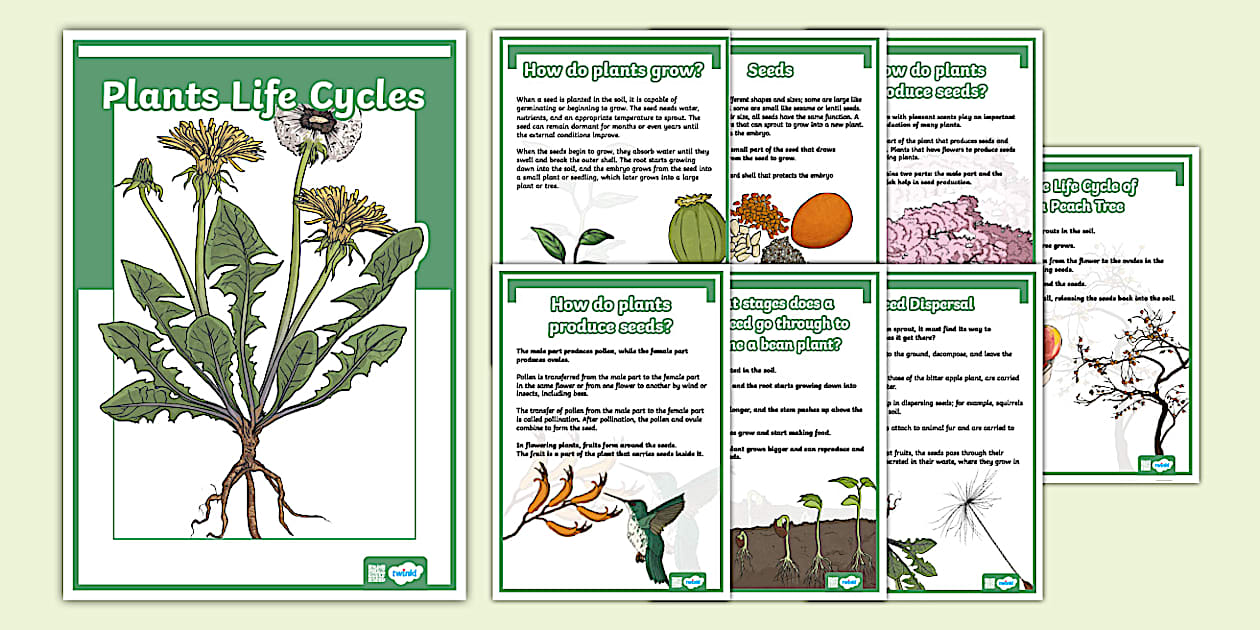 Plants Life Cycles Poster (teacher made) - Twinkl