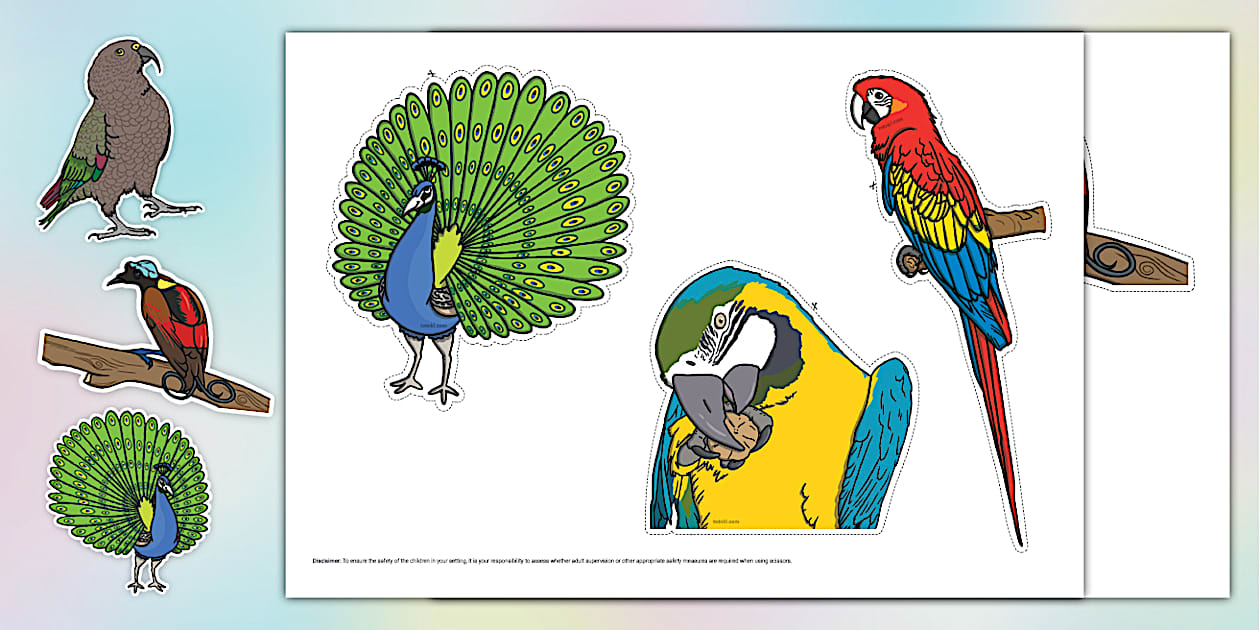 Exotic Birds Display Cut-Outs (professor feito) - Twinkl