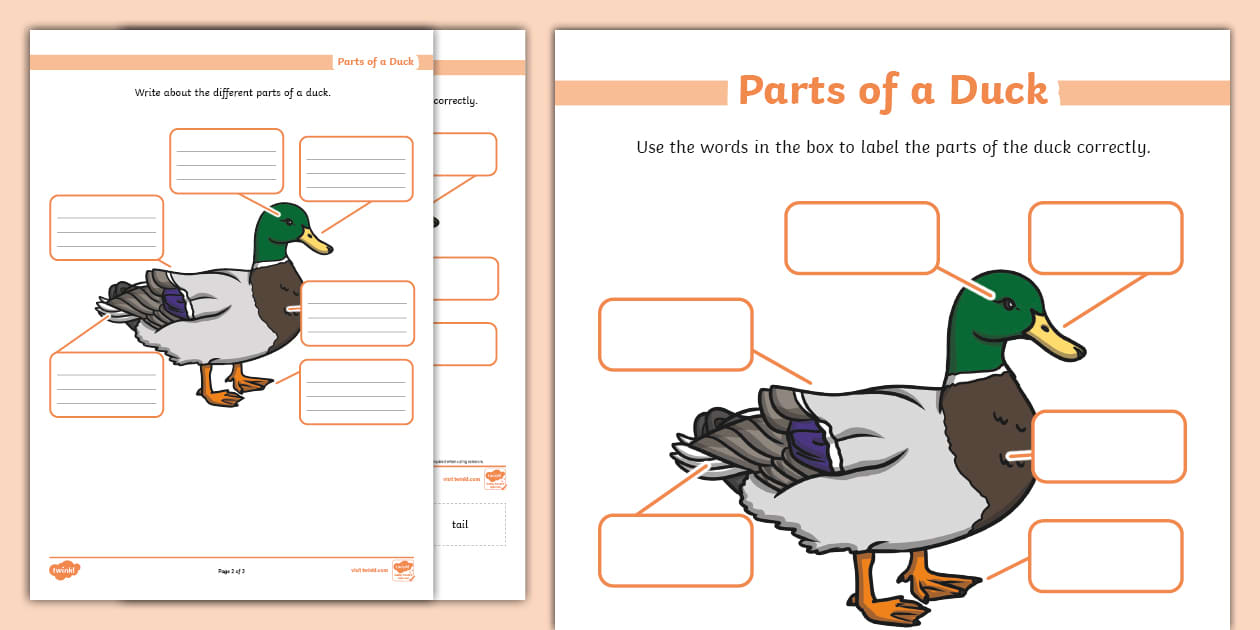 Parts of a Duck Labelling Activity (teacher made) - Twinkl