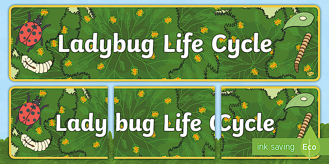 Ladybug Life Cycle Banner (teacher made) - Twinkl