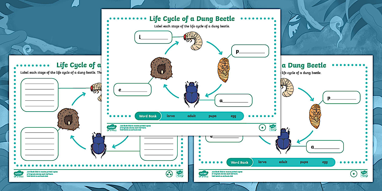 Dung Beetle Life Cycle | Labelling Activity | Twinkl | KS1