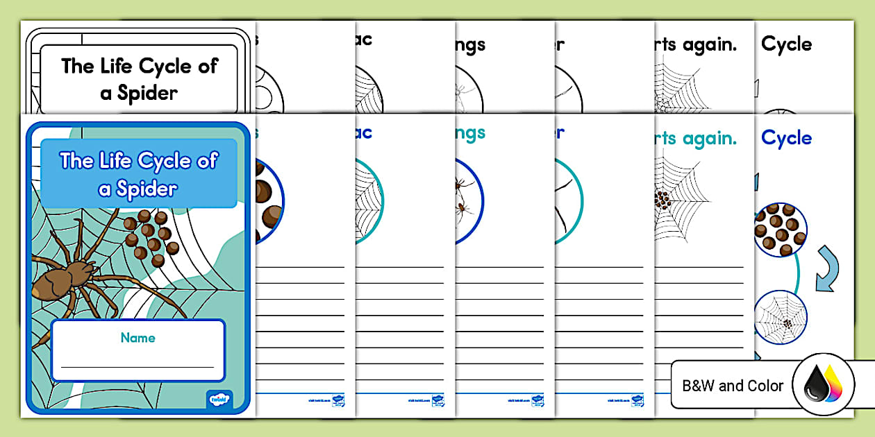 The Life Cycle of a Spider Booklet for K-2nd Grade - Twinkl