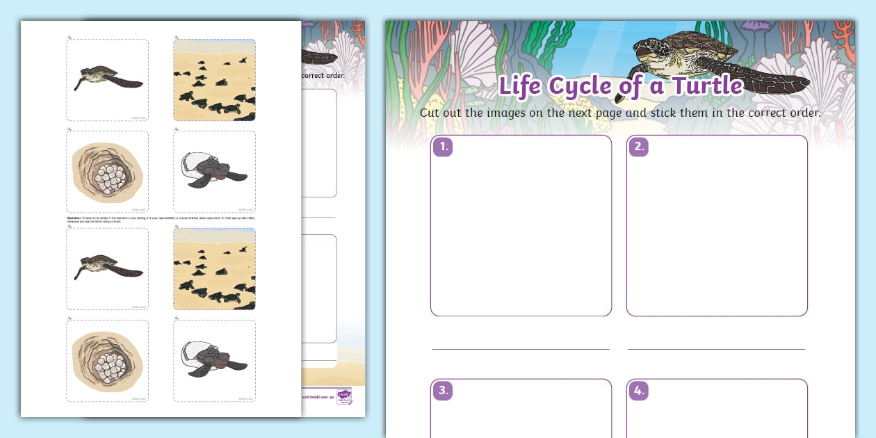 Turtle Life Cycle Cut and Stick Worksheet (teacher made)