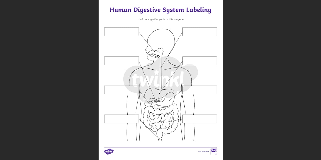 digestive system labelling sheet